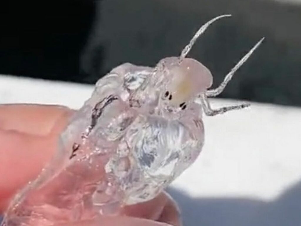 Fishermen Catch Transparent 'Alien' Sea Creature - Hawkdive.com