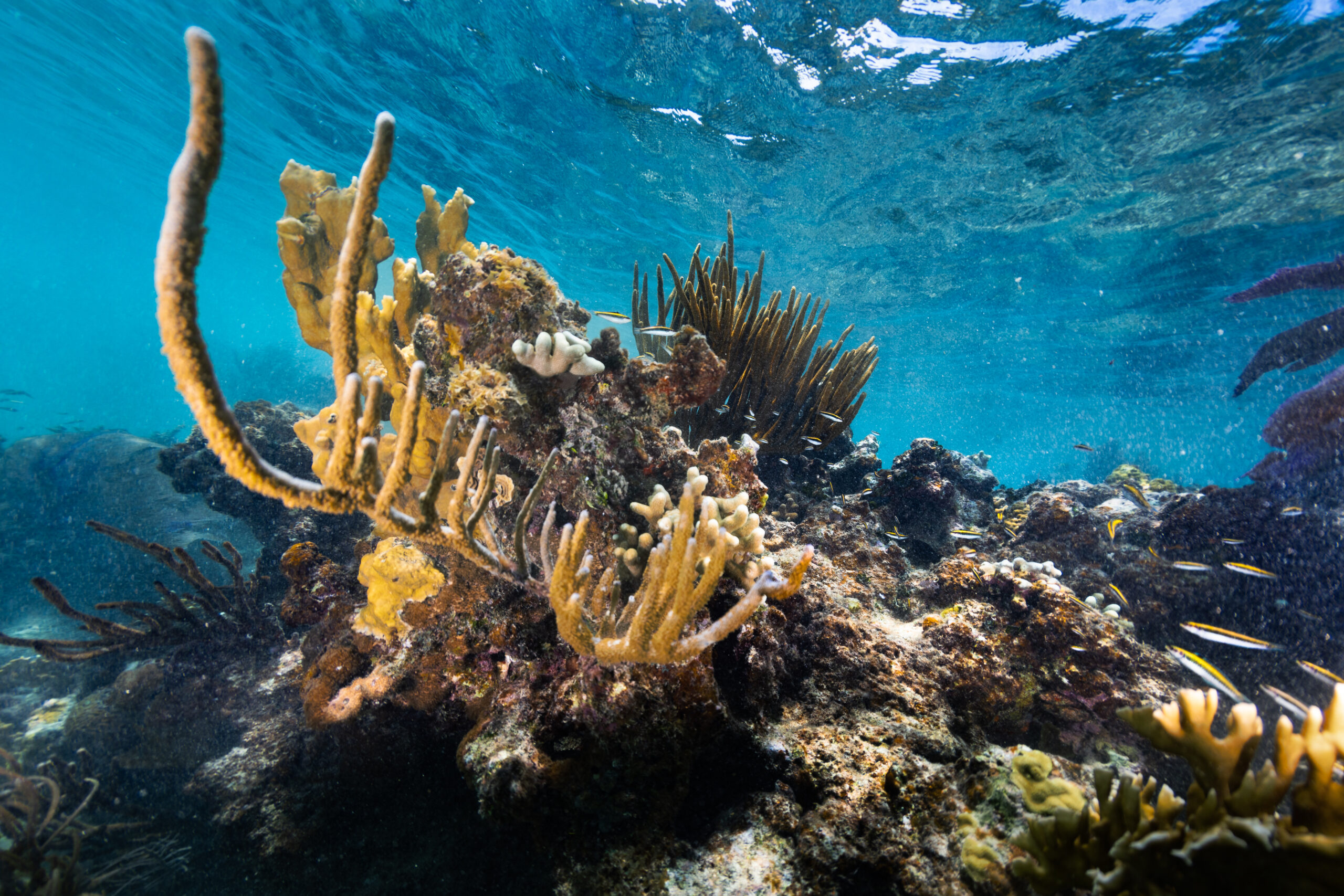 Understanding Coral Reefs: Insights from NASA - Hawkdive.com