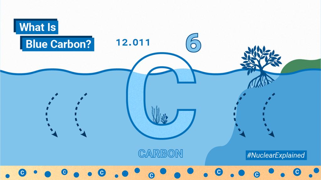 Understanding Blue Carbon: A Brief Overview - Hawkdive.com