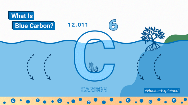 Understanding Blue Carbon: A Brief Overview - Hawkdive.com